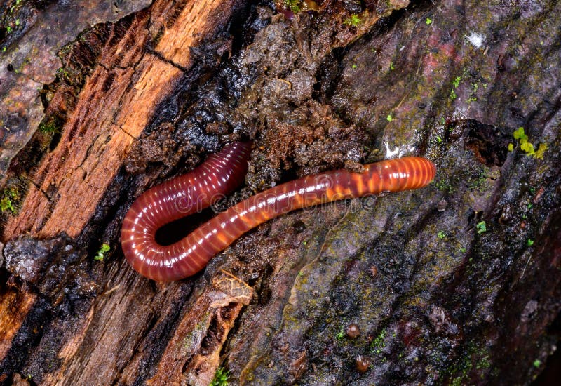 Red Earthworm in a Hole in the Ground Under the Stump of an Old Tree ...