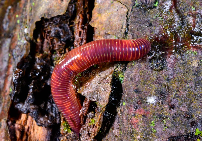 Red Earthworm in a Hole in the Ground Under the Stump of an Old Tree ...