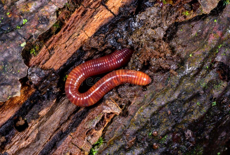 Red Earthworm in a Hole in the Ground Under the Stump of an Old Tree ...