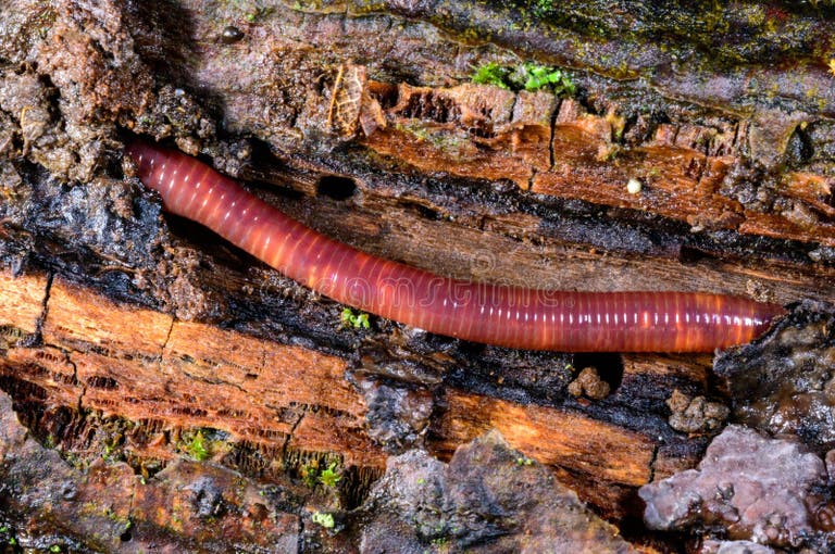 Red Earthworm in a Hole in the Ground Under the Stump of an Old Tree ...