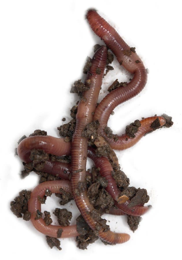 Red Earthworm To the Ground on a White Background Stock Image - Image ...
