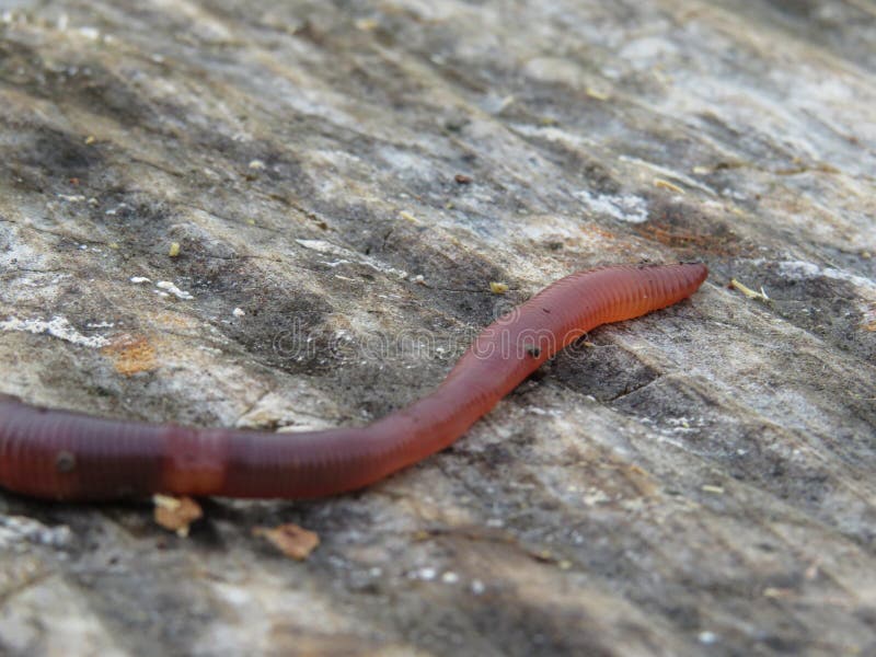 Red Earthworm on a Tree Background Stock Image - Image of invertebrate ...