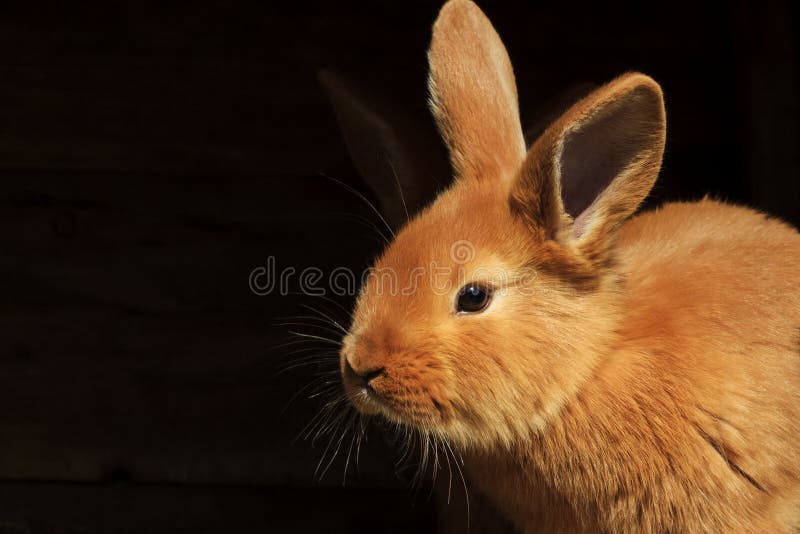 Little Red Bunny Sitting in a Nest Stock Photo - Image of cute ...