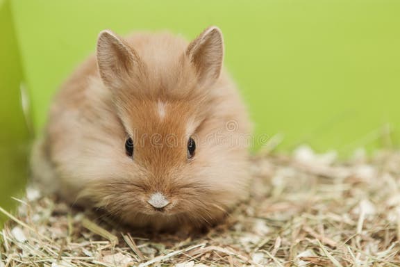 Red Easter Bunny Rabbit Portrait Stock Image - Image of cuddly, rabbit ...