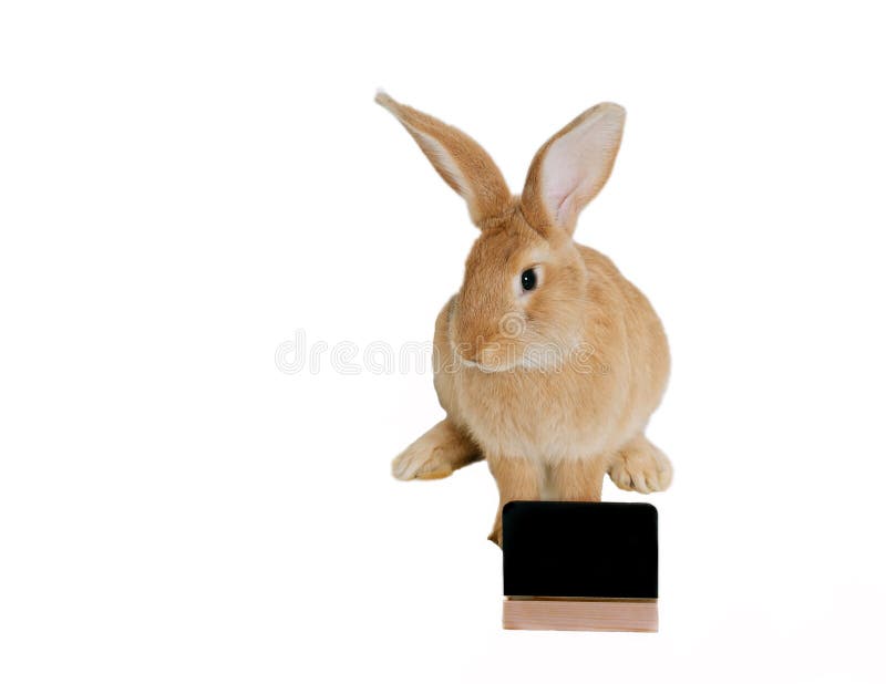 Red Easter Bunny Rabbit Portrait on White Background. Space for Text ...