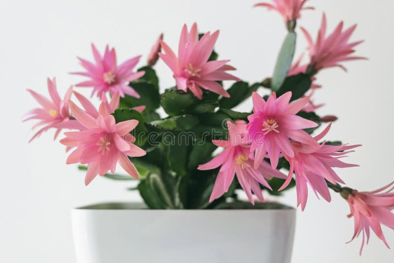 Red Easter Cactus Flower in White Pot Stock Photo - Image of macro ...