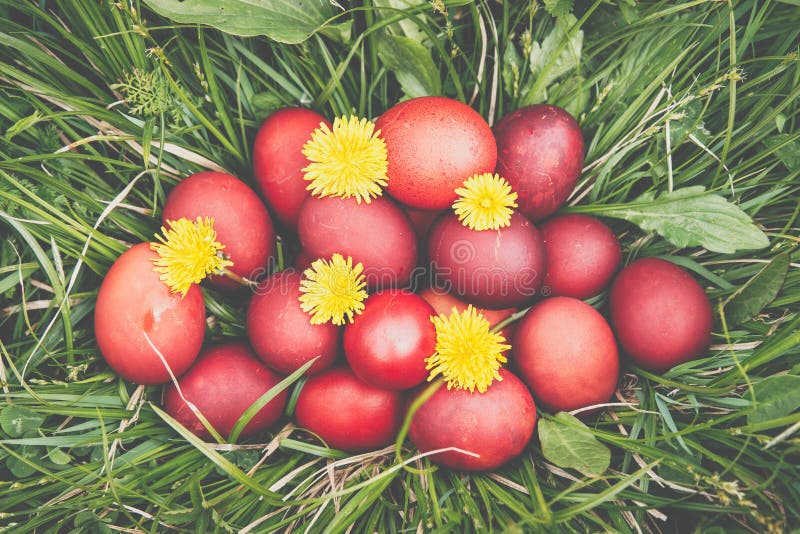 Red Easter Eggs on the Grass with Flowers and Blowballs, Naturally ...