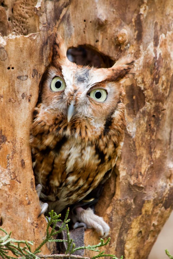 Red Eastern Screech Owl stock photo. Image of morph, screech - 4826366