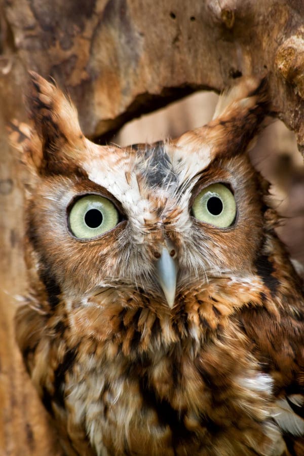 Red Eastern Screech Owl stock photo. Image of eared, little - 4826510