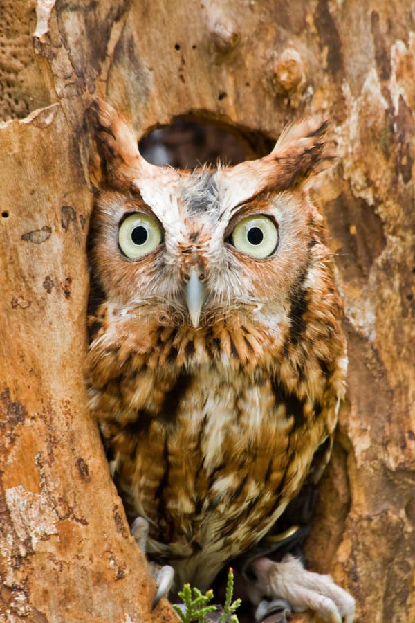 Eastern Screech Owl Red Phase Perching Stock Image - Image of stalk ...
