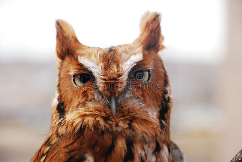 Red Eastern Screech Owl stock image. Image of feathers - 50485431