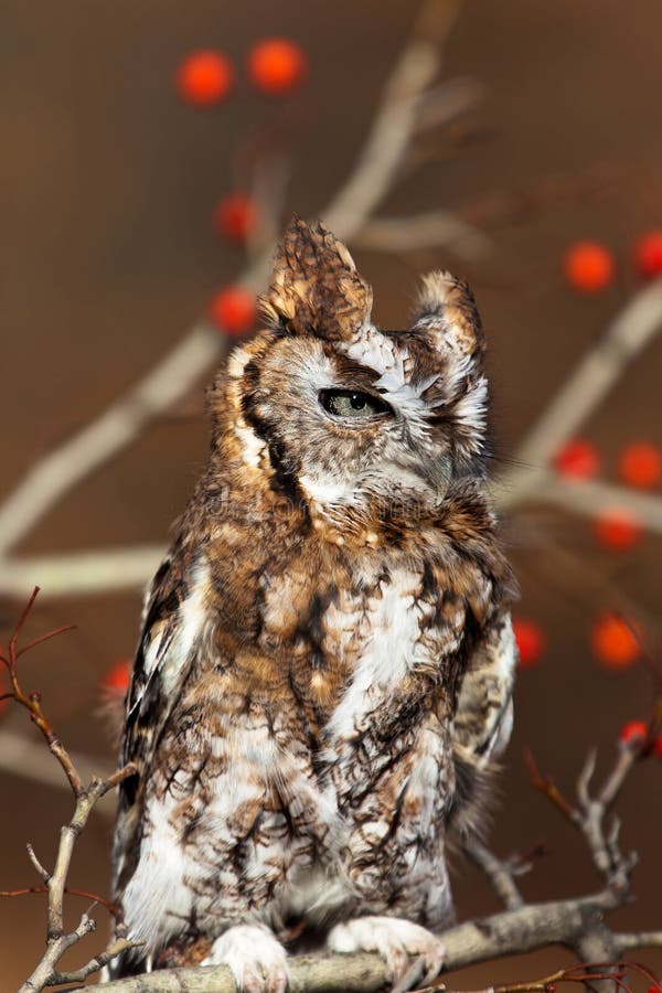 Red Eastern Screech Owl stock photo. Image of beautiful - 4826366