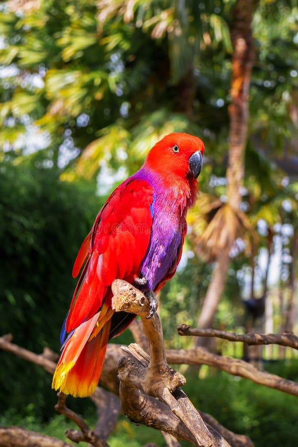 Red Eclectus Parrot on a Branch in the Wild Stock Image - Image of ...