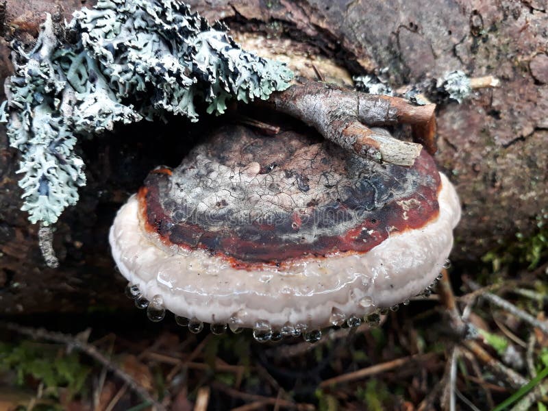 Red-edged Tree Sponge with Waterdrops Stock Photo - Image of inedible ...