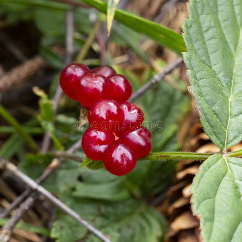 Red Edible Berries In The Forest On A Bush Rubus Saxatilis Useful Berries With A Delicate