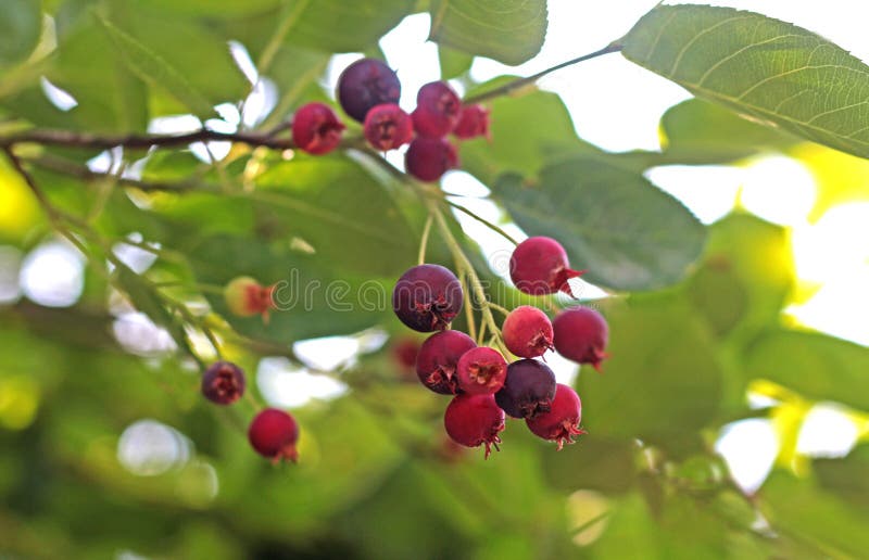 Fruits of the Rock Pear on the Tree Stock Image - Image of berry, green ...