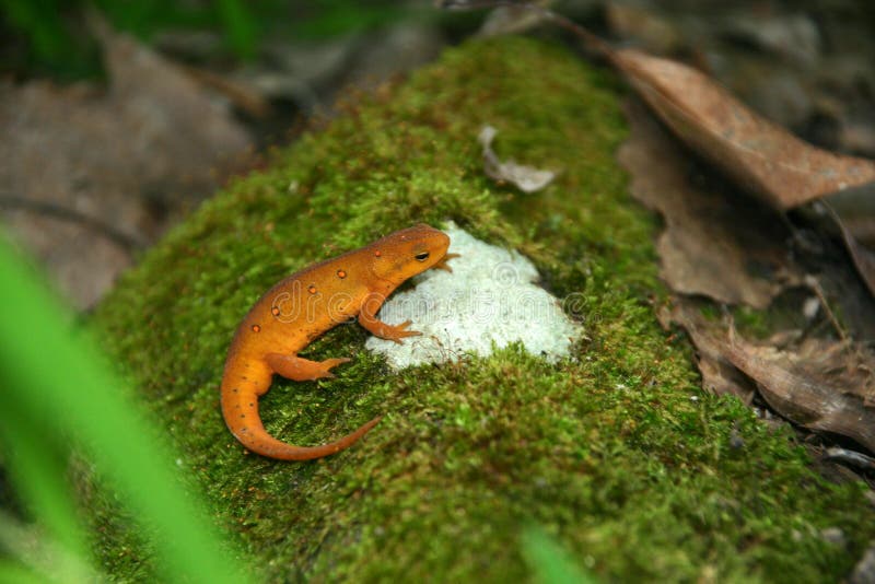 Red eft stock image. Image of wildlife, critter, small - 283451