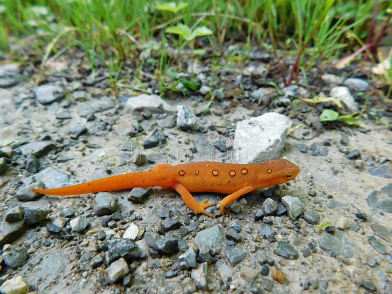 Red Eft stock photo. Image of metamorphosis, amphibian - 72629406
