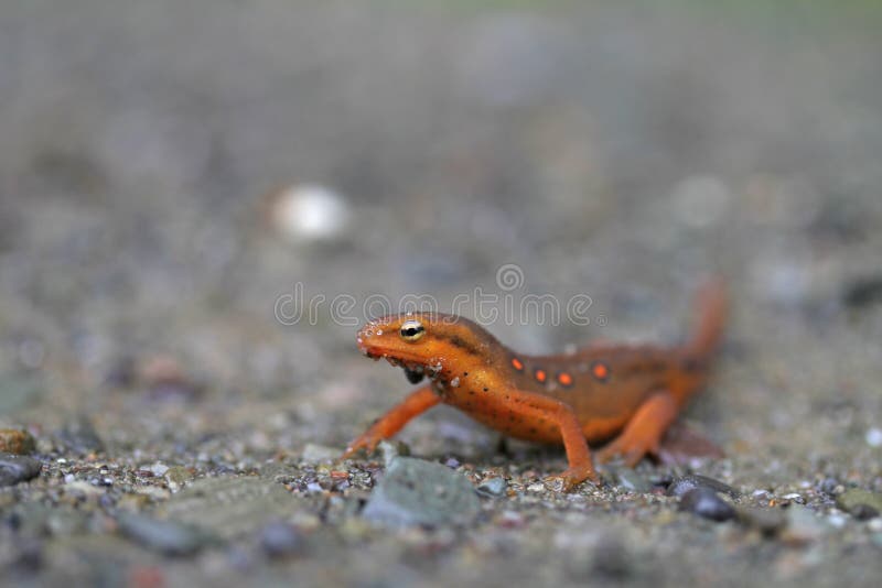 Red Spotted Newt stock photo. Image of poisonous, spot, newt - 8336
