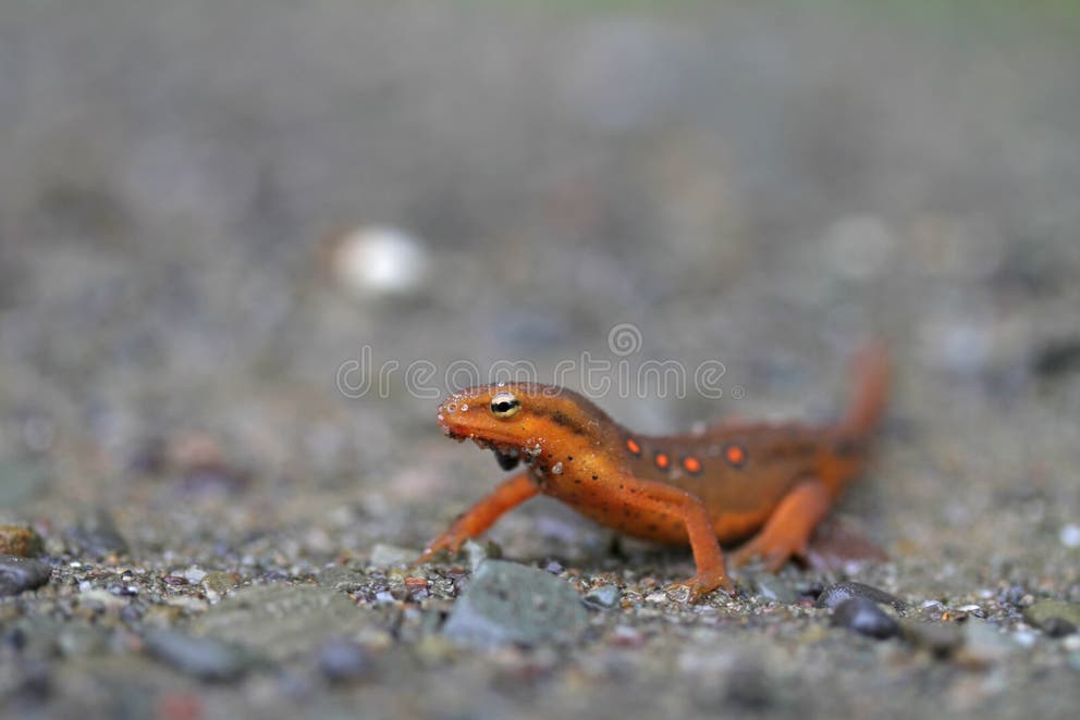 Red Eft Newt stock image. Image of eastern, spotted, walking - 16963593