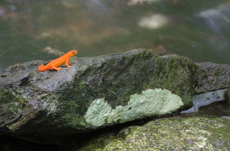 Red eft newt stock image. Image of stream, outdoor, animal - 9395725