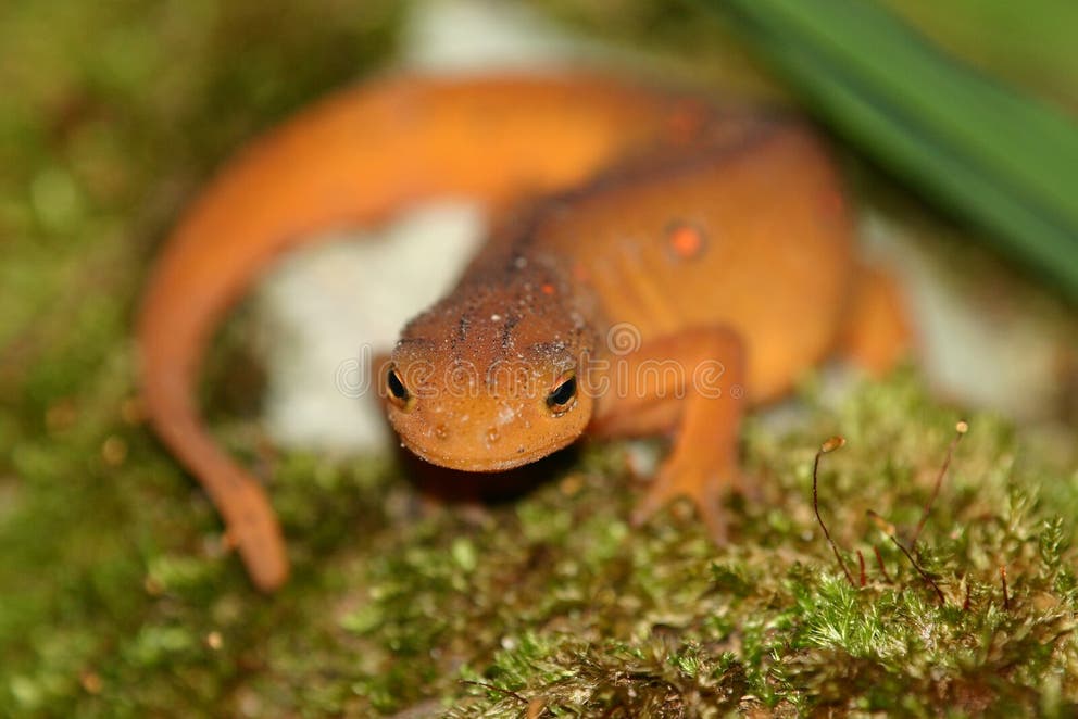 Red eft portrait stock image. Image of salamander, lizard - 283449