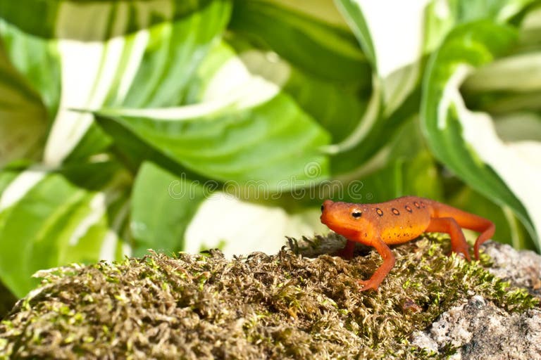 Red Eft stock photo. Image of growth, bumps, behavior - 40931362