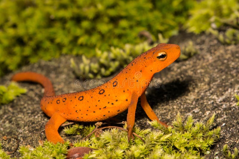 Newt stock image. Image of newt, bright, forest, creature - 9796953