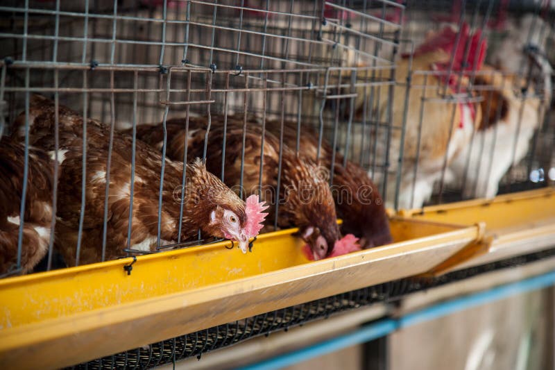 Red Egg Chickens in Layer Cage Stock Image - Image of avian, island ...