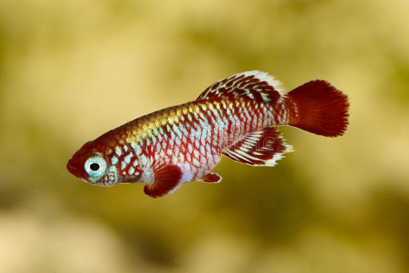 Red Eggersi Killifish Aquarium Fish Nothobranchius Eggersi Stock Image ...