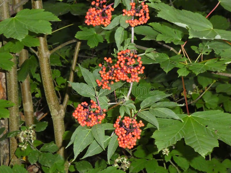Red Elder Bush in the Forest with Fruits Stock Photo - Image of tree ...