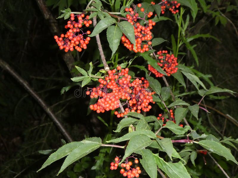 Red Elder Bush in the Forest with Fruits Stock Image - Image of summer ...