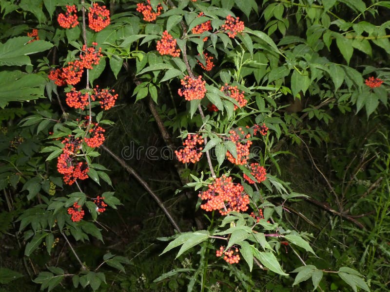Red Elder Bush in the Forest with Fruits Stock Image - Image of wild ...