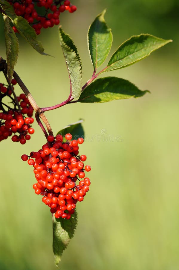 Red Elder or Elderberry (sambucus). Stock Image - Image of outdoor ...