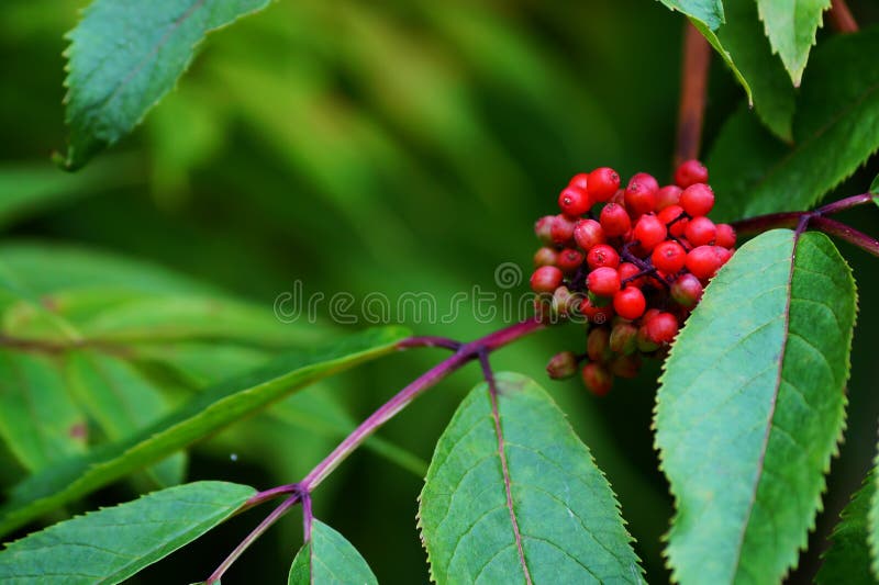 Red Elder or Elderberry (sambucus). Stock Photo - Image of medical ...