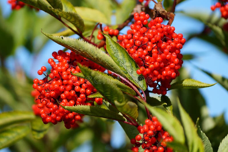 Red Elder or Elderberry (sambucus). Stock Image - Image of shrub ...
