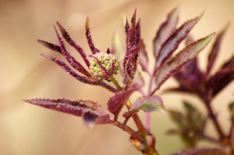 Red Elder or Elderberry (sambucus). Stock Image - Image of bunch ...