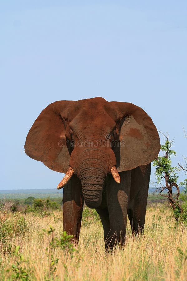 Red Elephant stock photo. Image of grass, tusk, trunk - 12011418