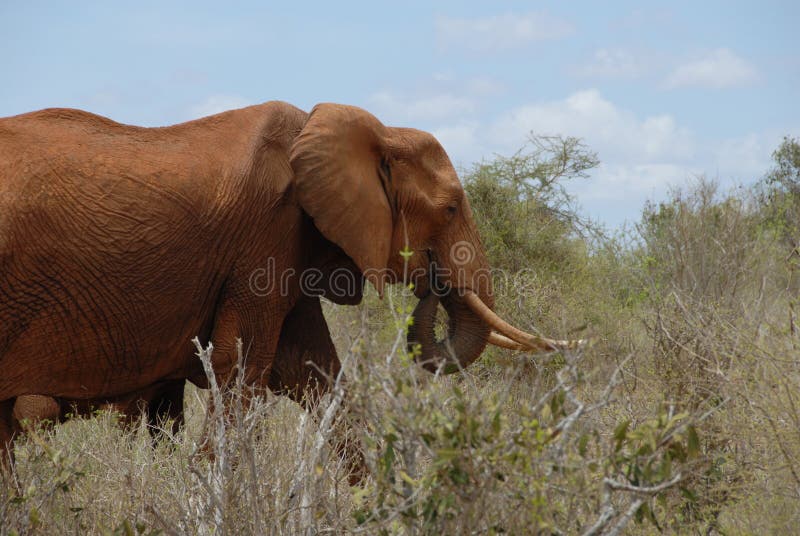 Red Elephant stock photo. Image of africa, kenya, giant - 12841724