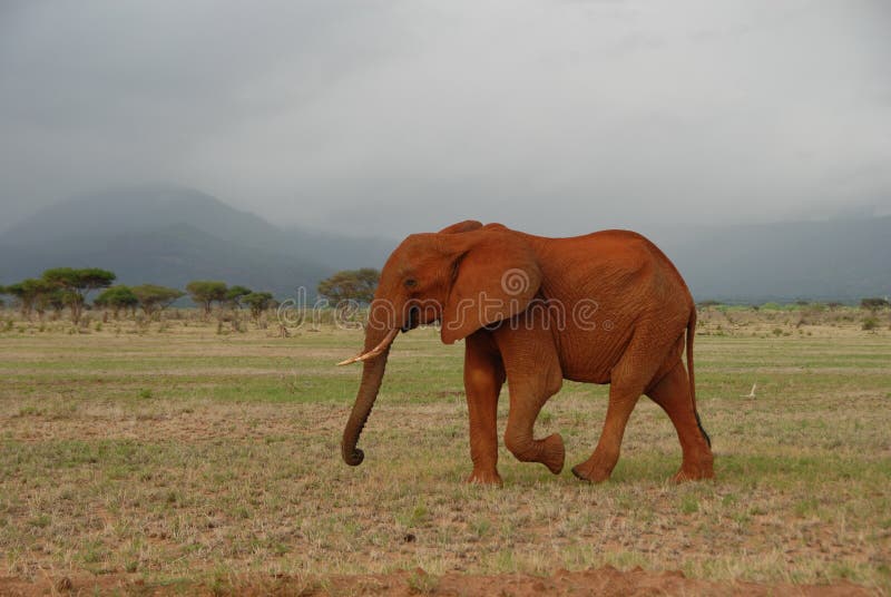 Red Elephant stock photo. Image of pachyderm, nationalparc - 12841924
