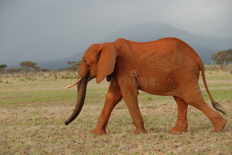 Red Elephant stock photo. Image of animal, kenya, elephant - 12841942