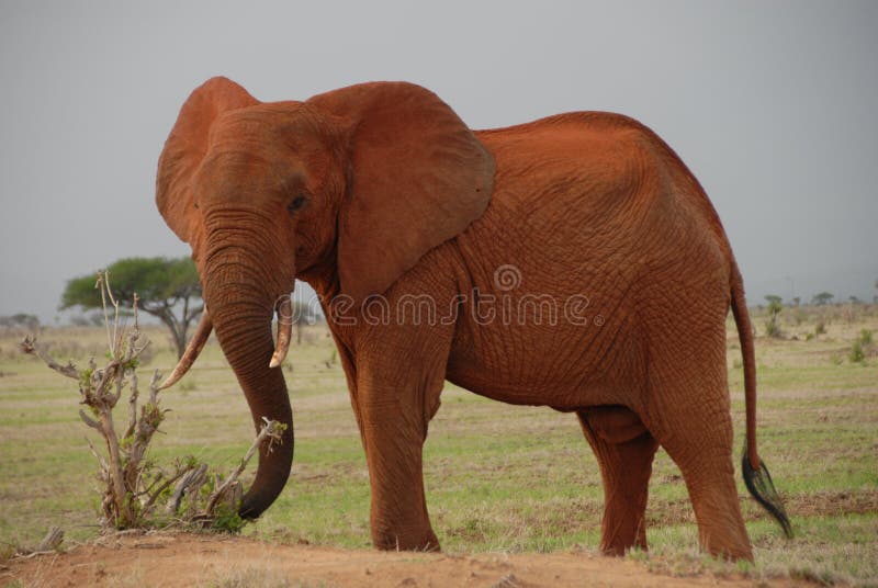 Red Elephant stock photo. Image of animal, kenya, elephant - 12841942