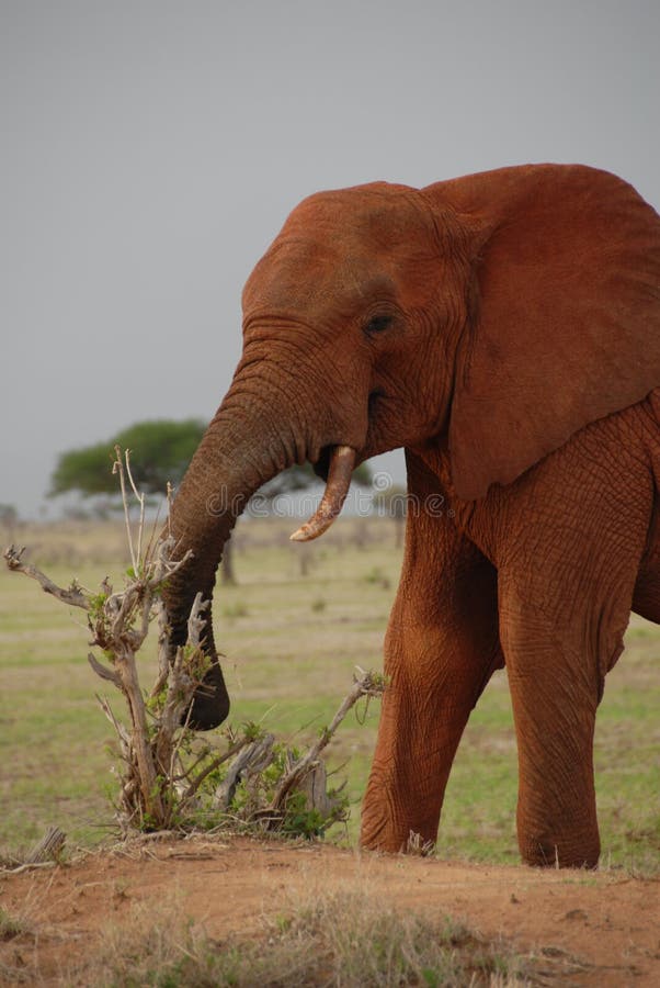 Red Elephant stock photo. Image of animal, kenya, elephant - 12841942