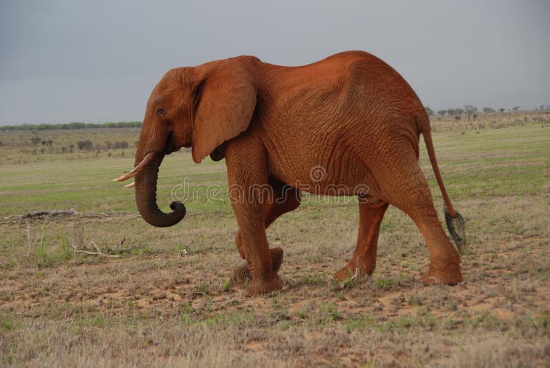 Red Elephant stock photo. Image of bush, east, strong - 12841996