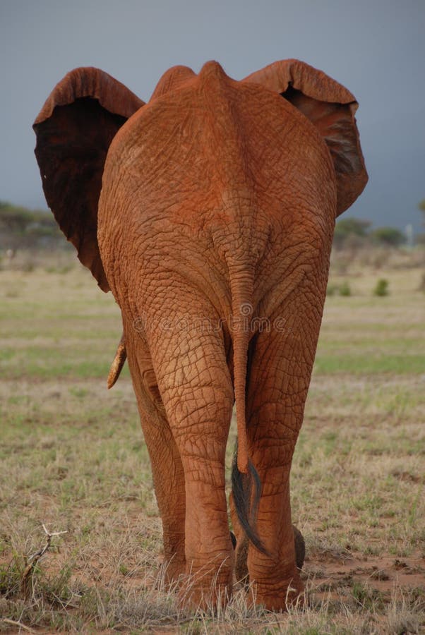 Red Elephant stock photo. Image of animal, kenya, elephant - 12841942