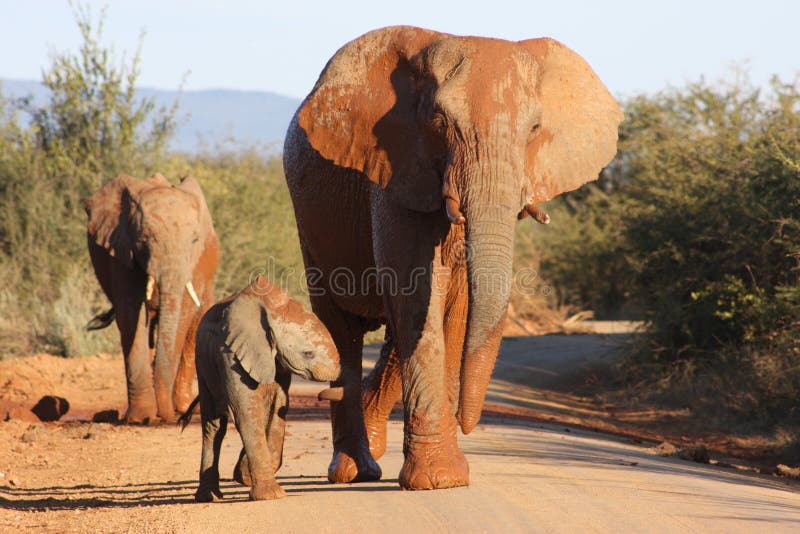 Red elephant stock photo. Image of west, elephant, north - 8092478