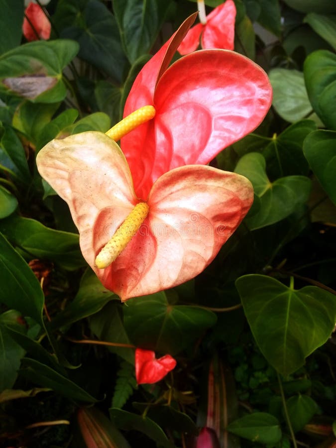 Red elephant ear flower stock photo. Image of tulip - 202429000