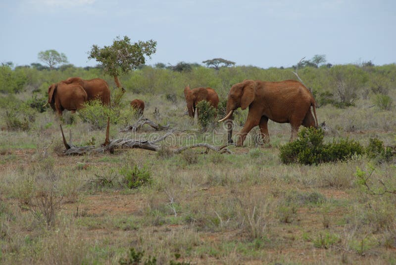 Red Elephants stock image. Image of bush, africa, protection - 12841751