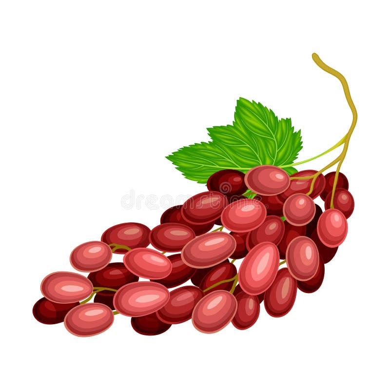 Red Ellipsoid Berries of Grape Growing in Cluster Vector Illustration ...