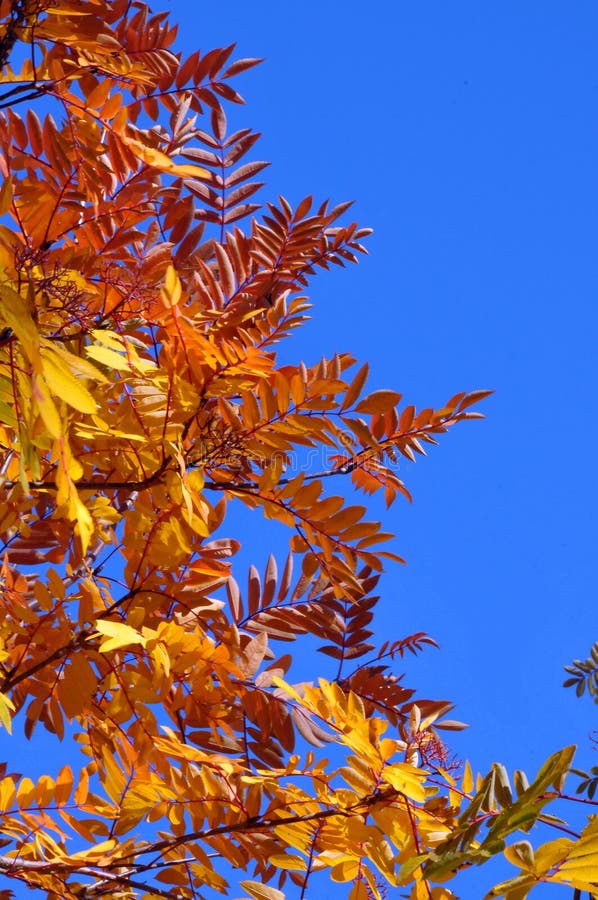 Red Elm leaves in fall stock image. Image of branches - 37043599